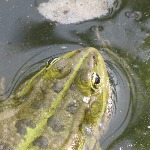 Alternation Solitaire